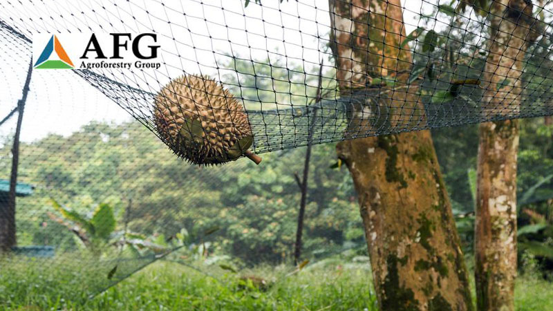 Agroforestry Group Launches New Reforestation Environmental Initiative