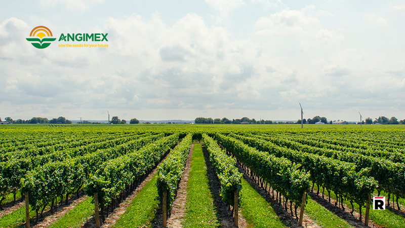 Angimex Signs Rice Export Contract with the Republic of Sierra Leone