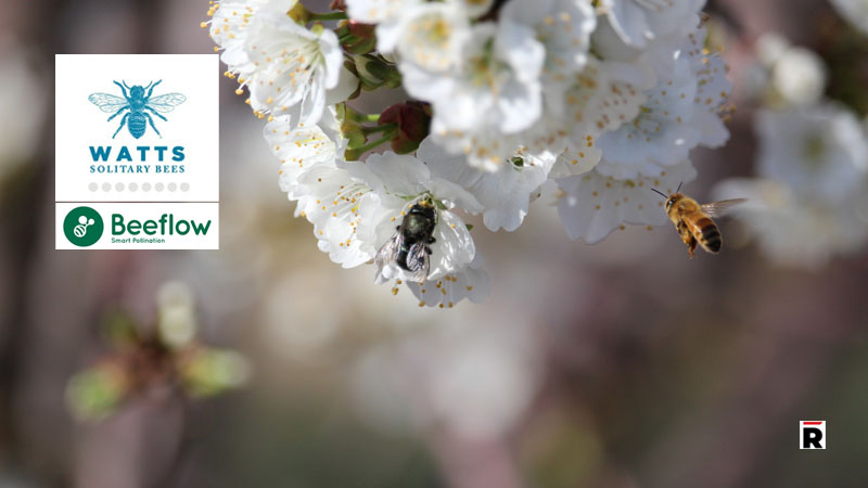 Beeflow and Watts Solitary Bees Partner to Increase Biodiversity