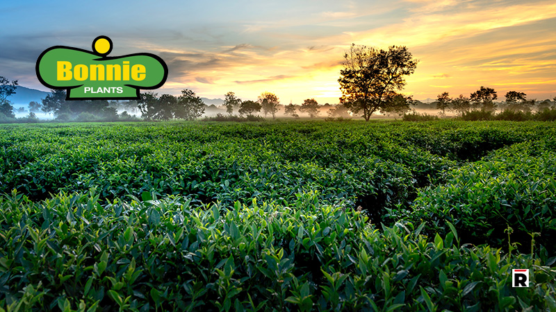 Bonnie Plants Unveils Cutting-Edge Growing and E-commerce Operations