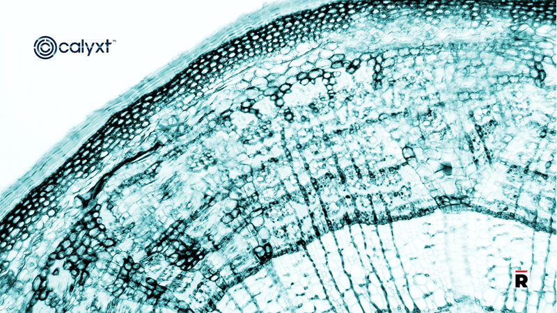 Calyxt Achieves Phase 1 Milestone in Collaboration Agreement