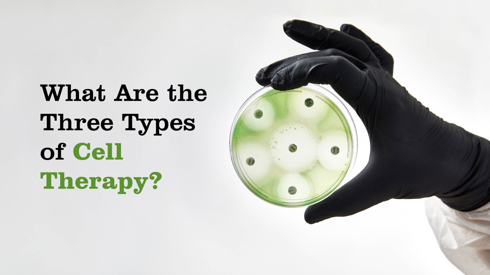 Cell Therapy: A Comprehensive Guide to Its Types and Benefits