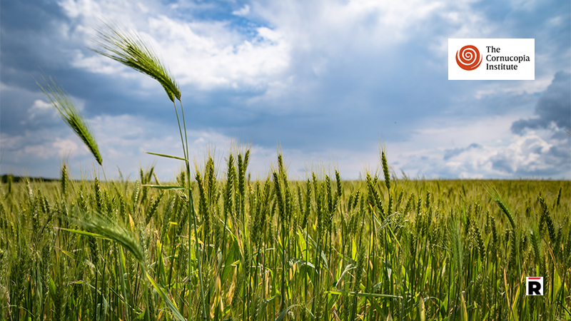Cornucopia Releases New Local Organic Berry Map