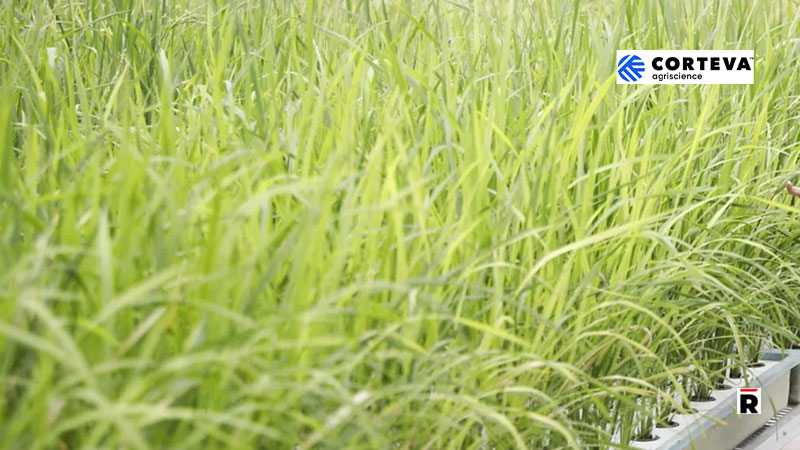 Corteva Agriscience Launches Seed Treatment Offering for Wheat