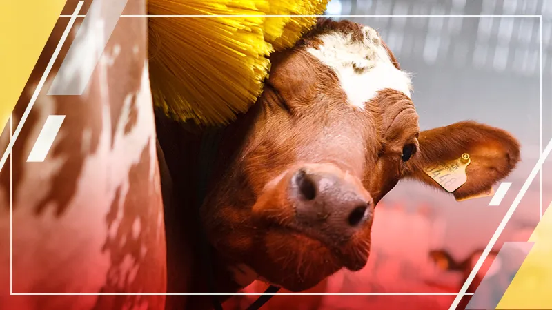 Cow Comfort Brushes: A Simple Tool for Better Dairy Farming Outcomes