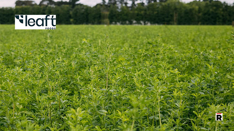 Leaft Foods Yields Protein From the World’s Most Abundant Source