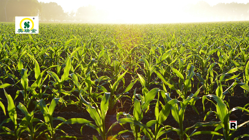 Origin Agritech Receives Approval for Six New Corn Varieties